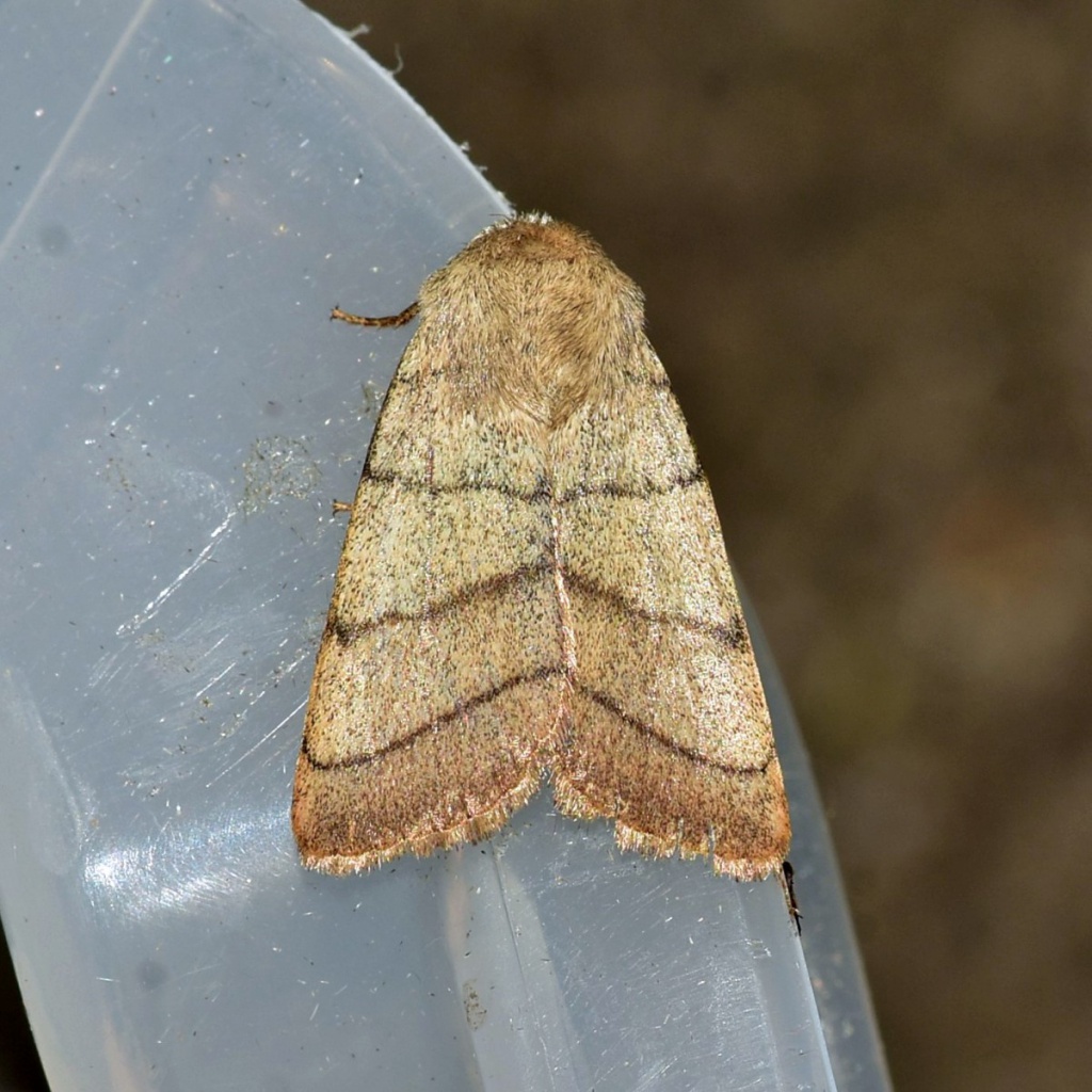 Treble Lines | NatureSpot