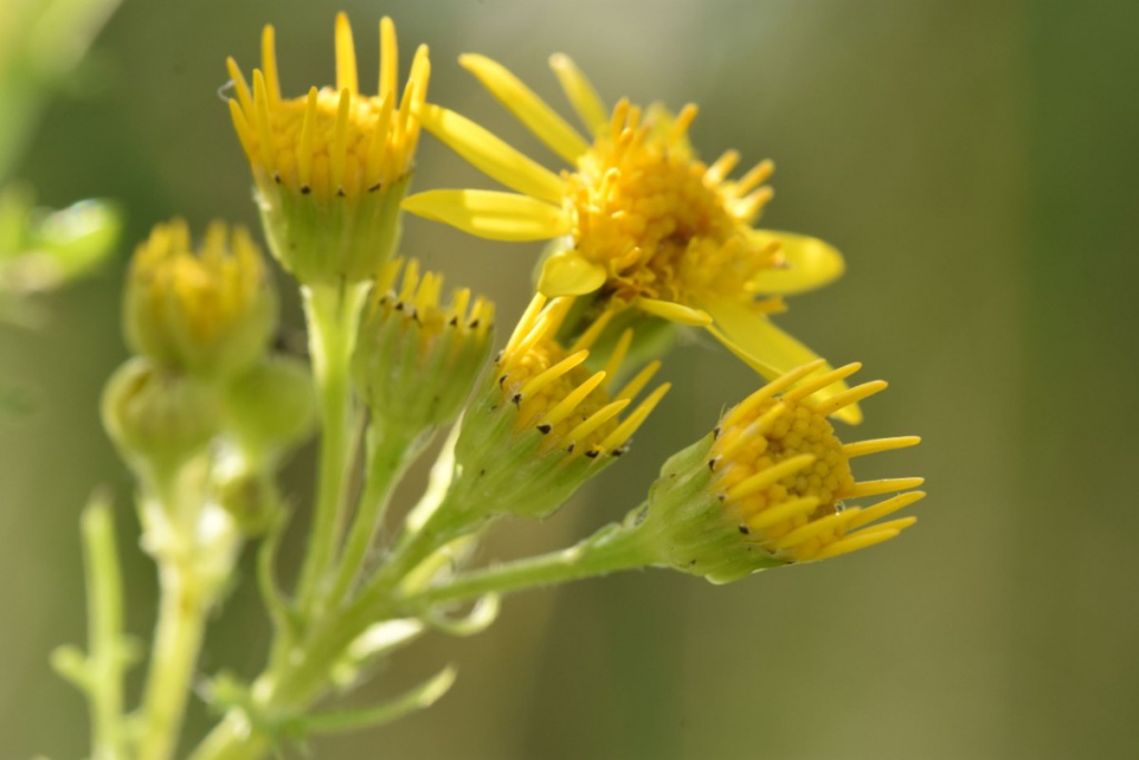 Common Ragwort | NatureSpot