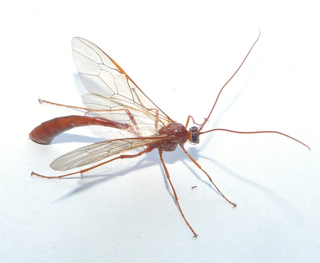 Enicospilus inflexus | NatureSpot