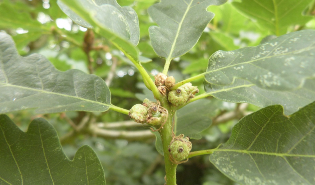 Quercus petraea x robur = Q. x rosacea | NatureSpot