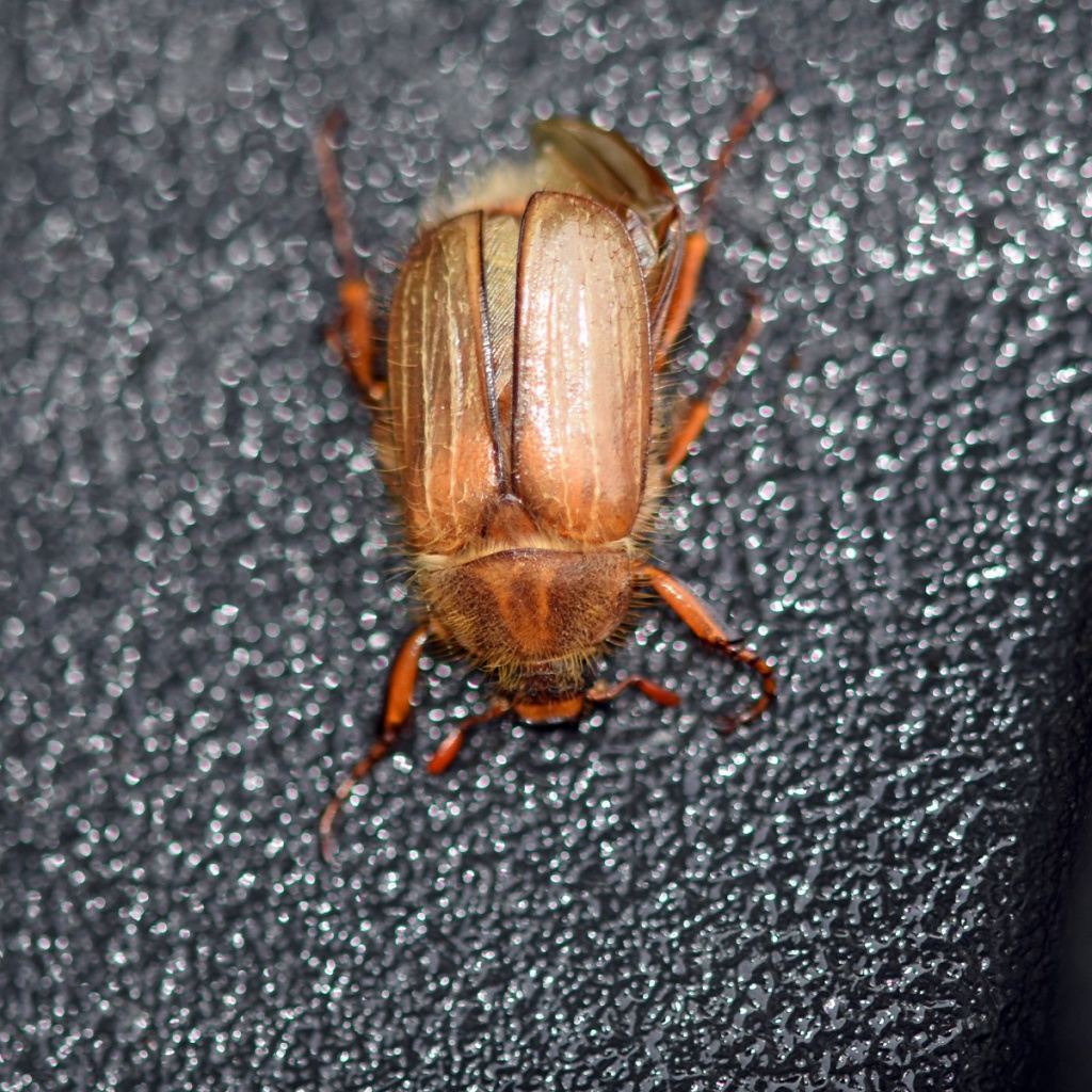 Summer Chafer | NatureSpot