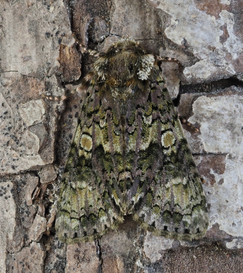 The Coronet | NatureSpot