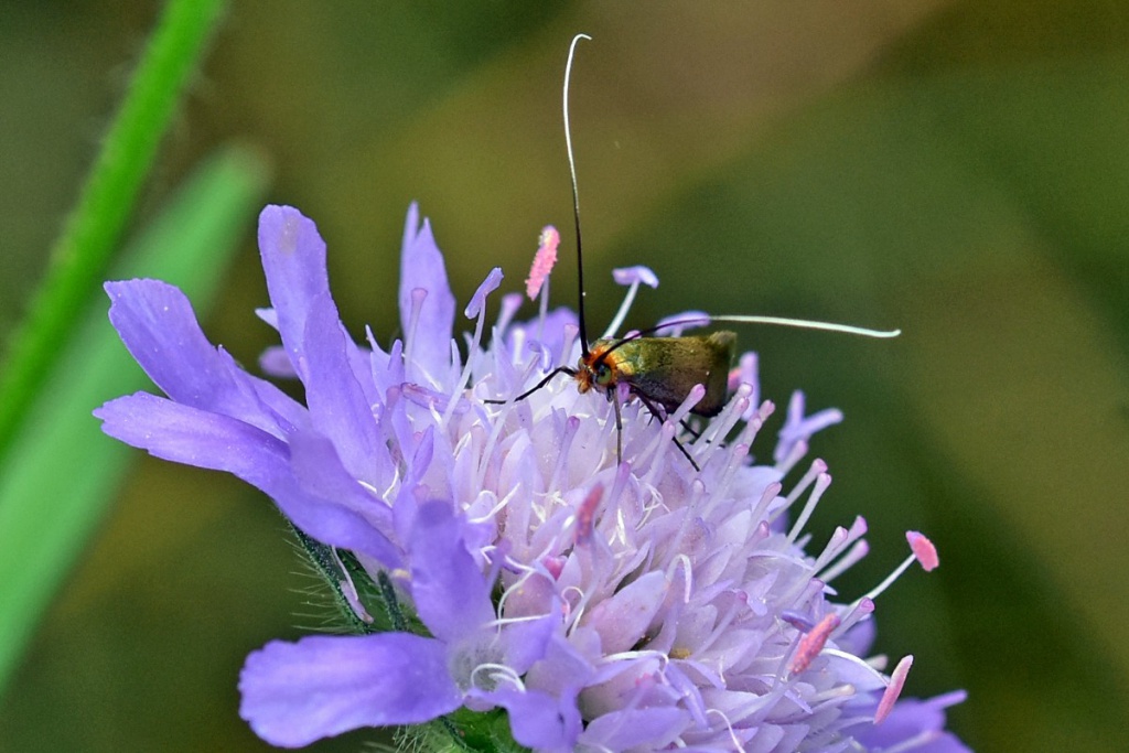 Nemophora metallica | NatureSpot