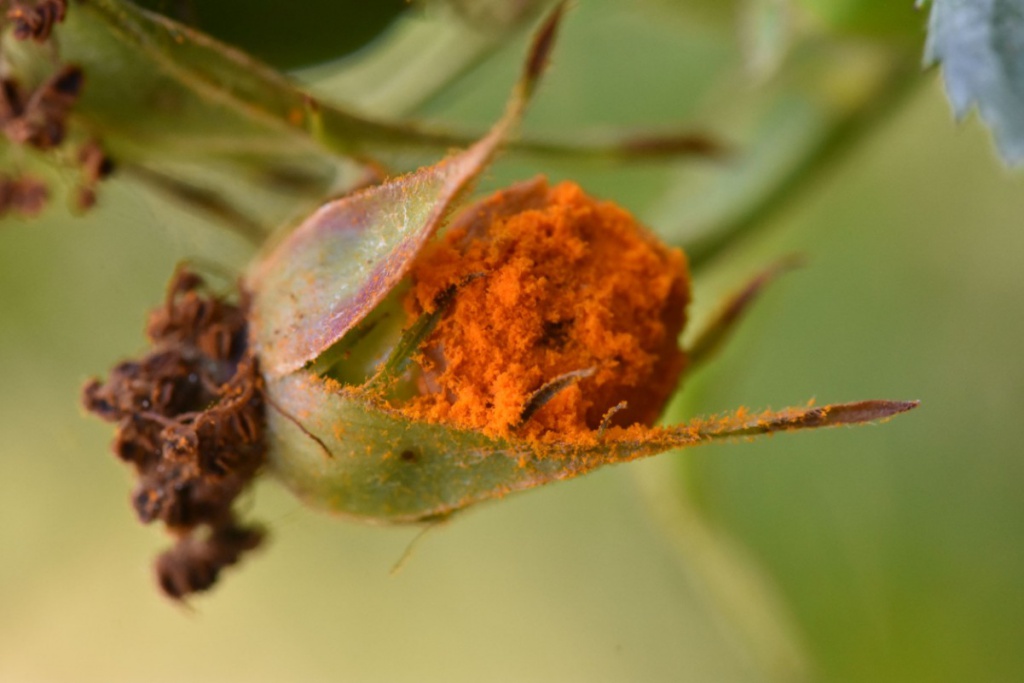 Rose Rust | NatureSpot