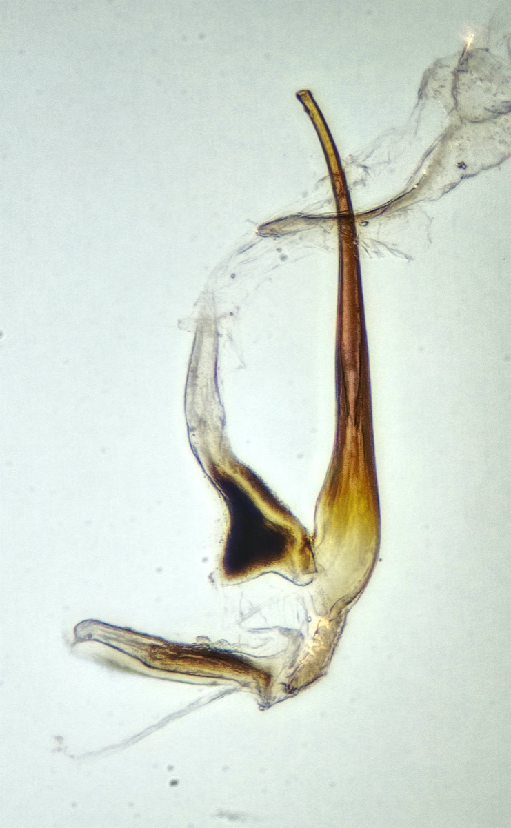 Alebra coryli | NatureSpot