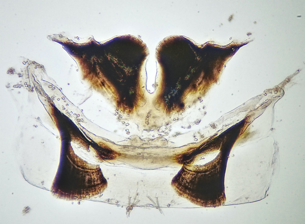 Alebra coryli | NatureSpot