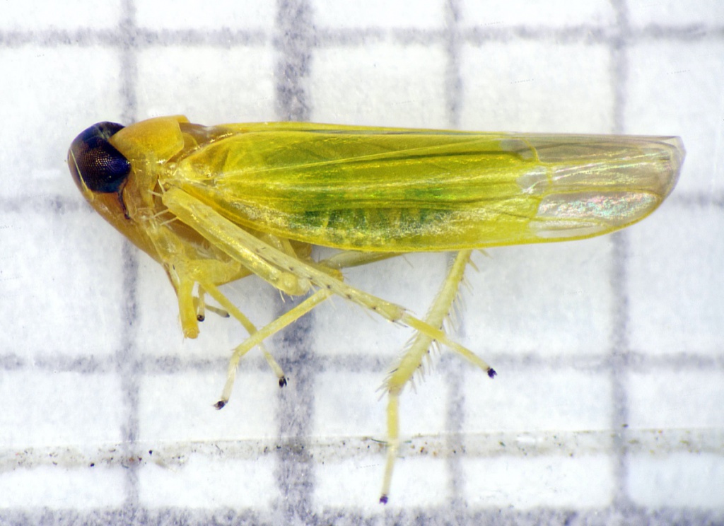 Alebra coryli | NatureSpot