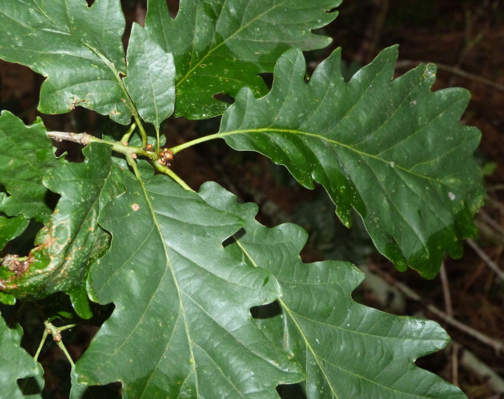 Quercus petraea x robur = Q. x rosacea | NatureSpot