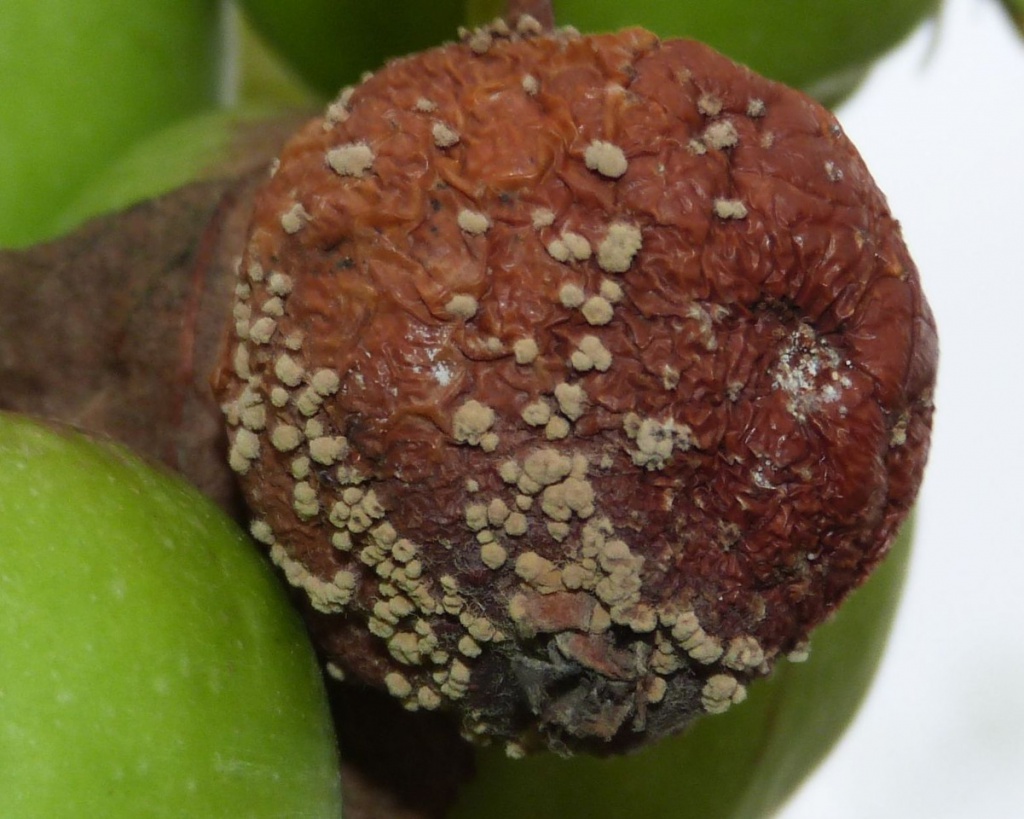 Monilinia fructigena | NatureSpot