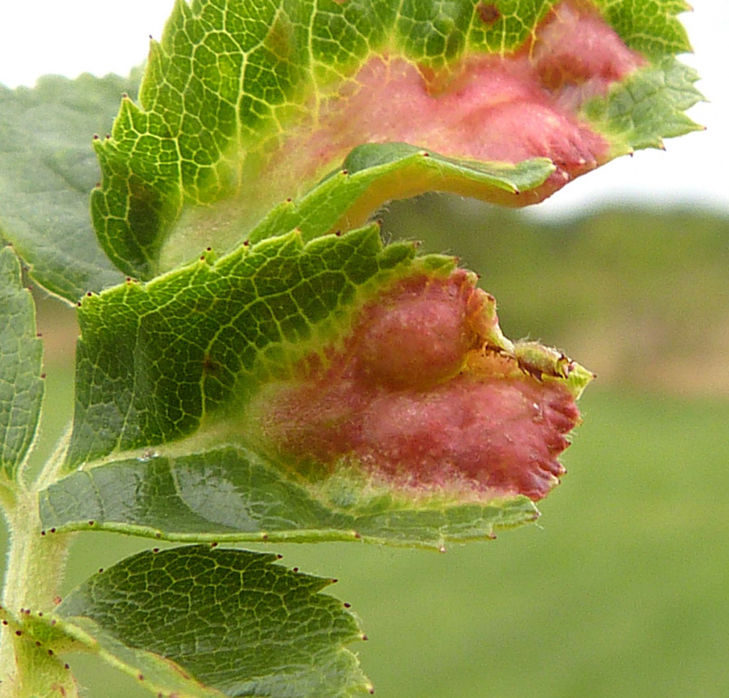 Diplolepis spinosissimae | NatureSpot