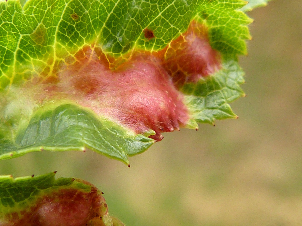 Diplolepis spinosissimae | NatureSpot