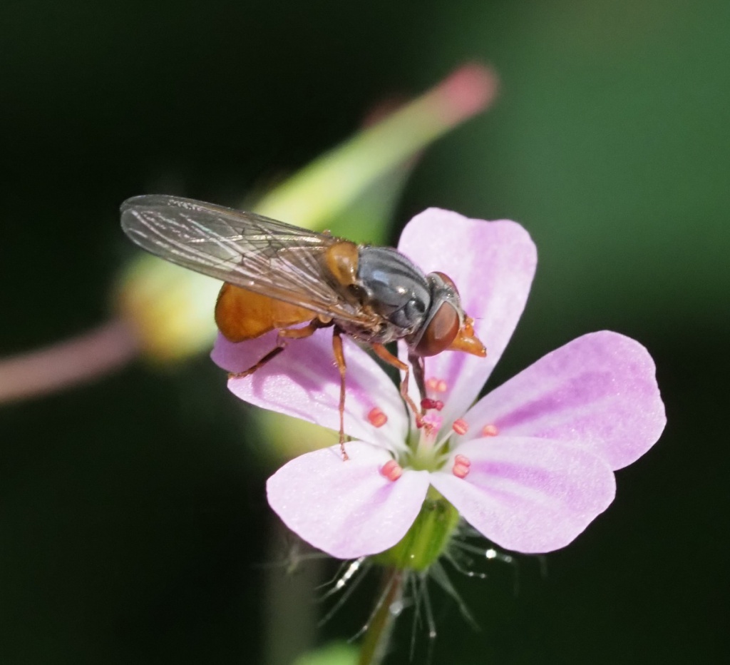 Rhingia rostrata | NatureSpot