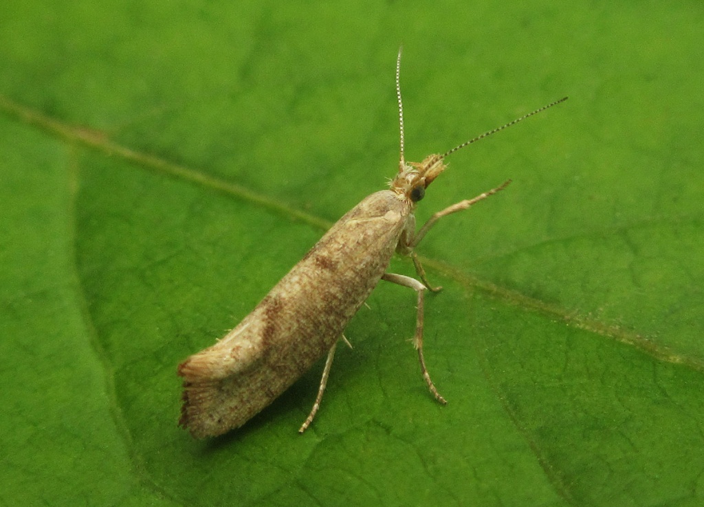 Ypsolopha alpella | NatureSpot