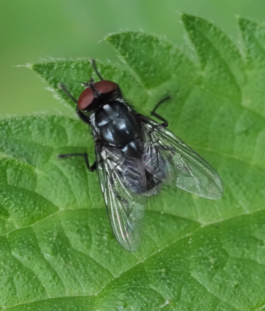 Morellia simplex | NatureSpot