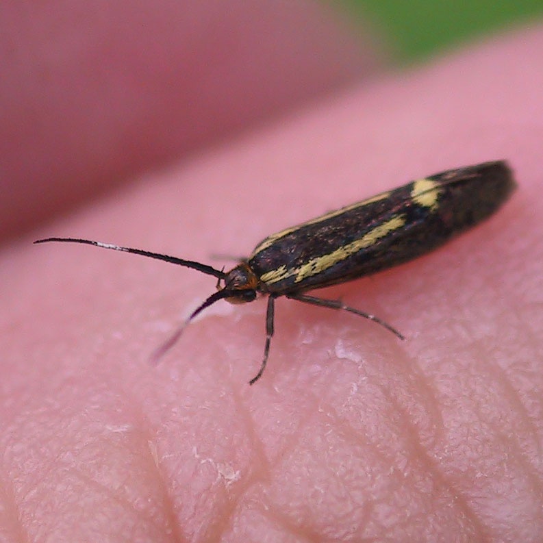 Esperia sulphurella | NatureSpot