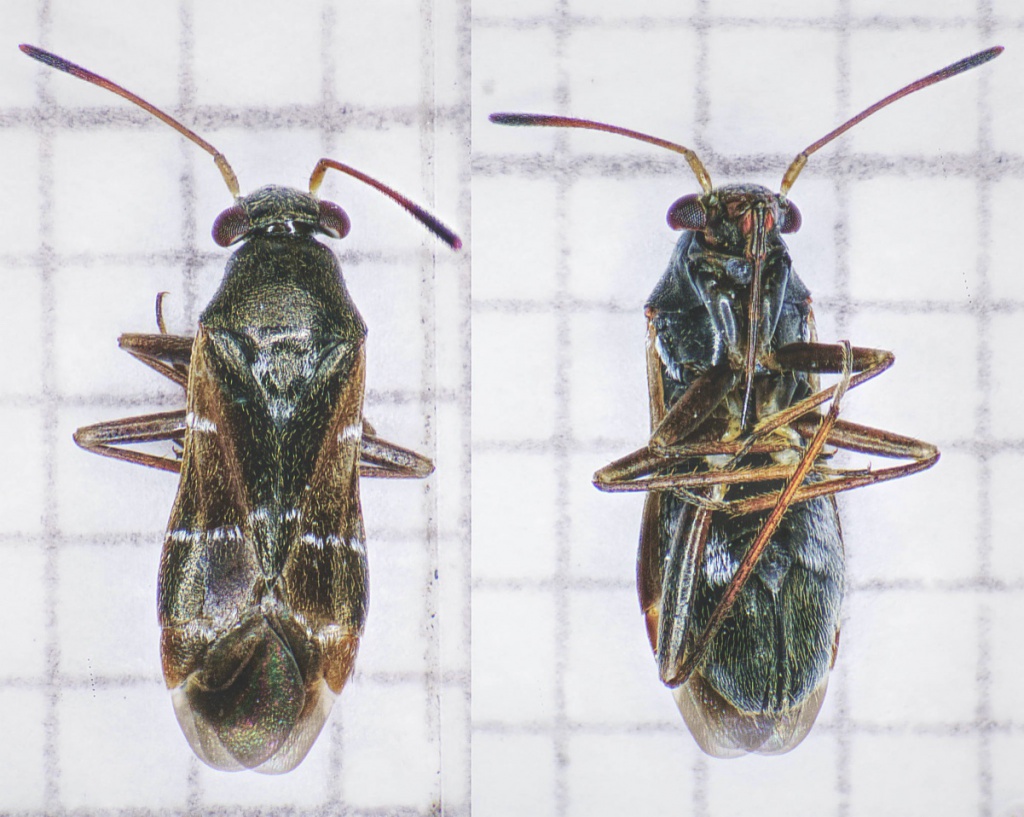 Pilophorus clavatus | NatureSpot