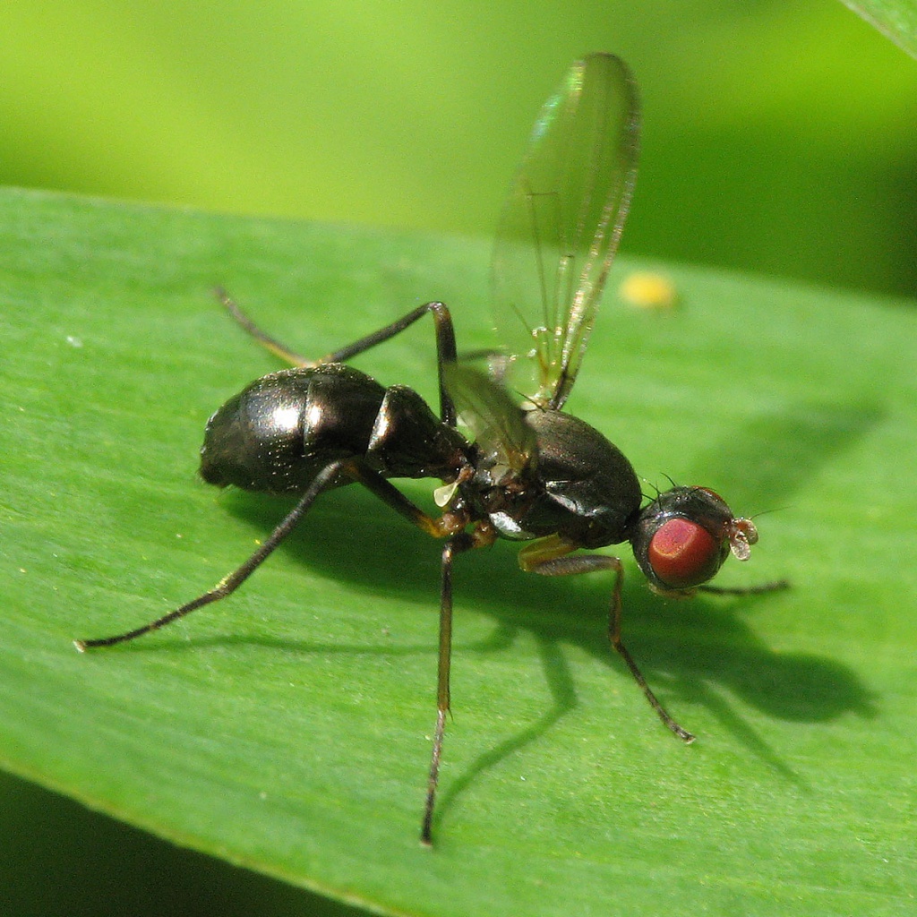 Nemopoda nitidula | NatureSpot