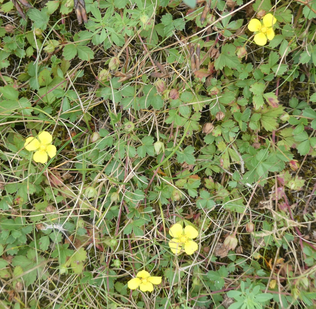 Trailing Tormentil | NatureSpot