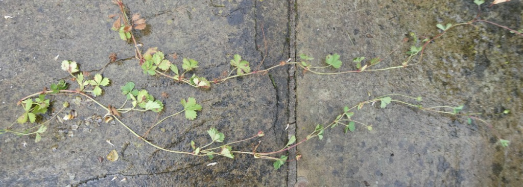 Trailing Tormentil | NatureSpot