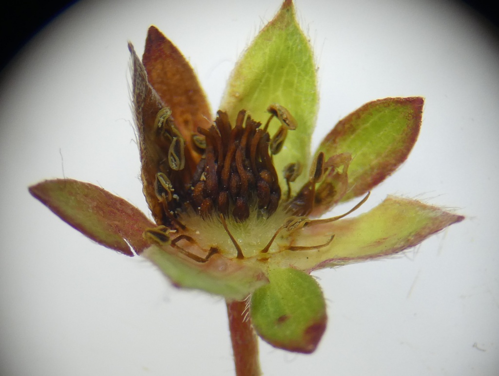 Trailing Tormentil | NatureSpot