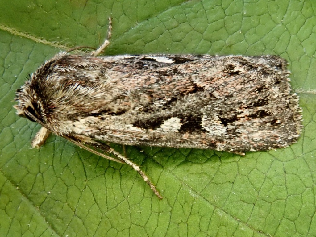 Heath Rustic | NatureSpot