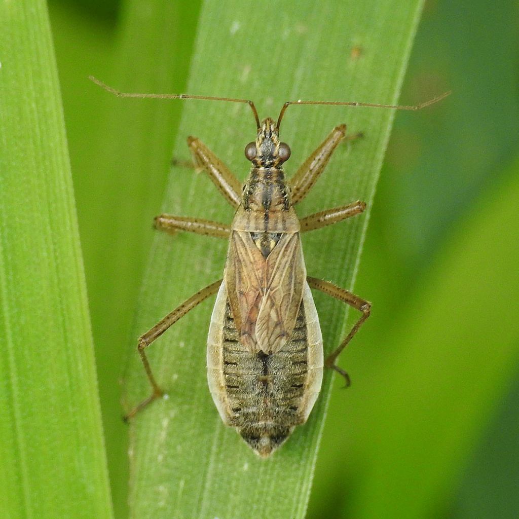 Broad Damsel Bug | NatureSpot