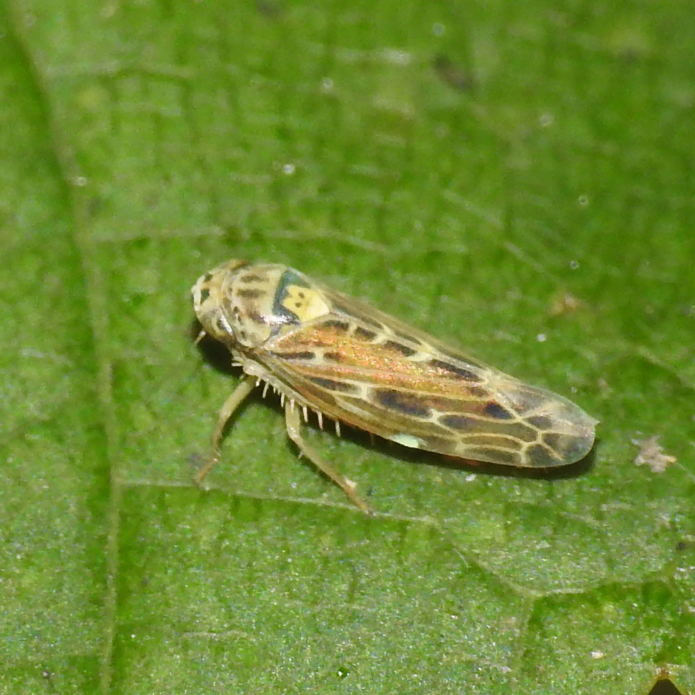 Lamprotettix nitidulus | NatureSpot