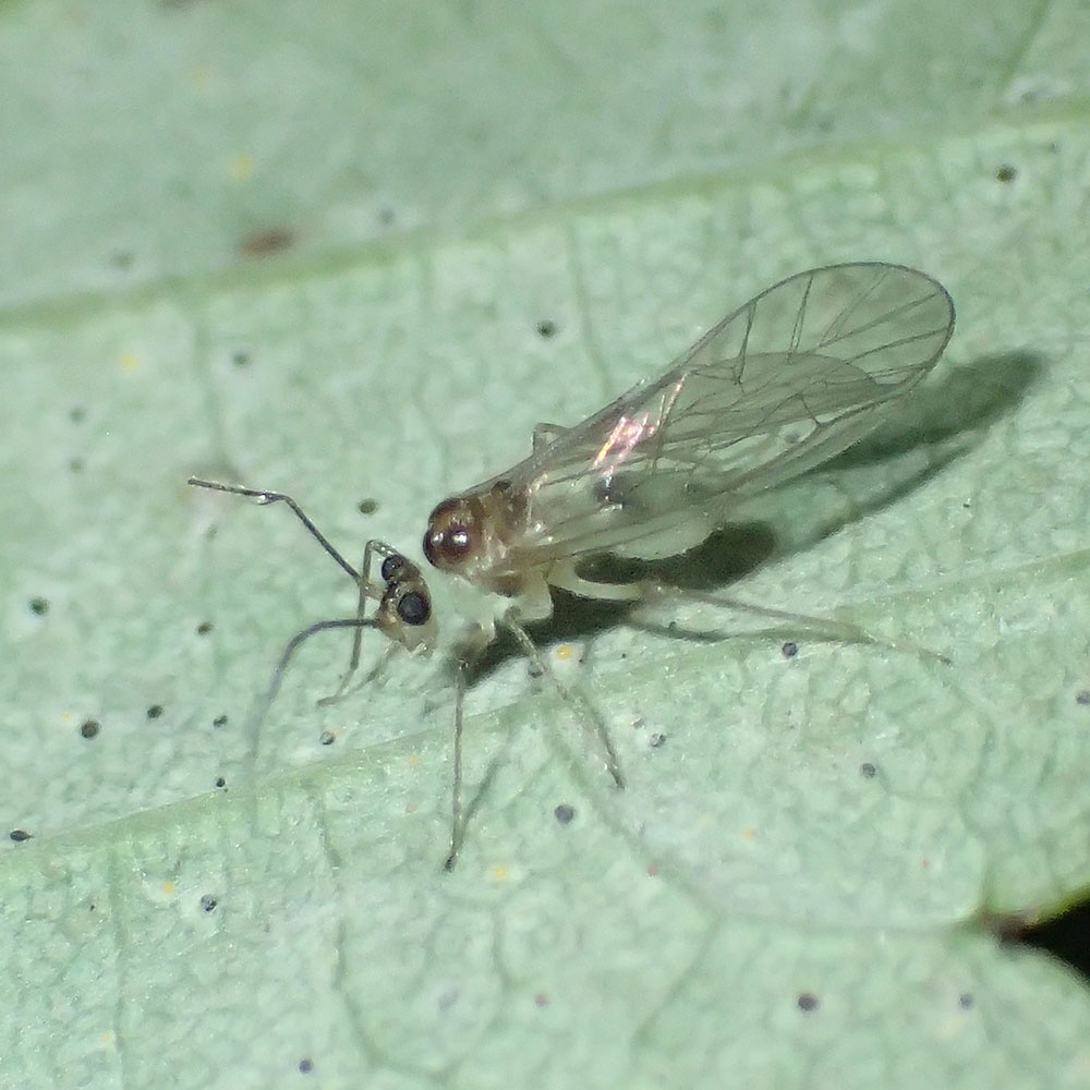 Stenopsocus immaculatus | NatureSpot