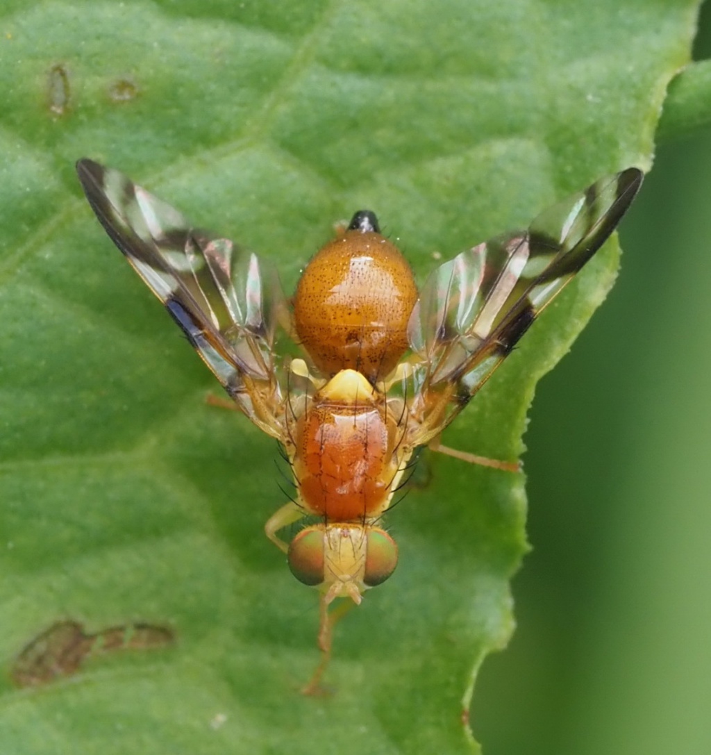 Celery fly | NatureSpot