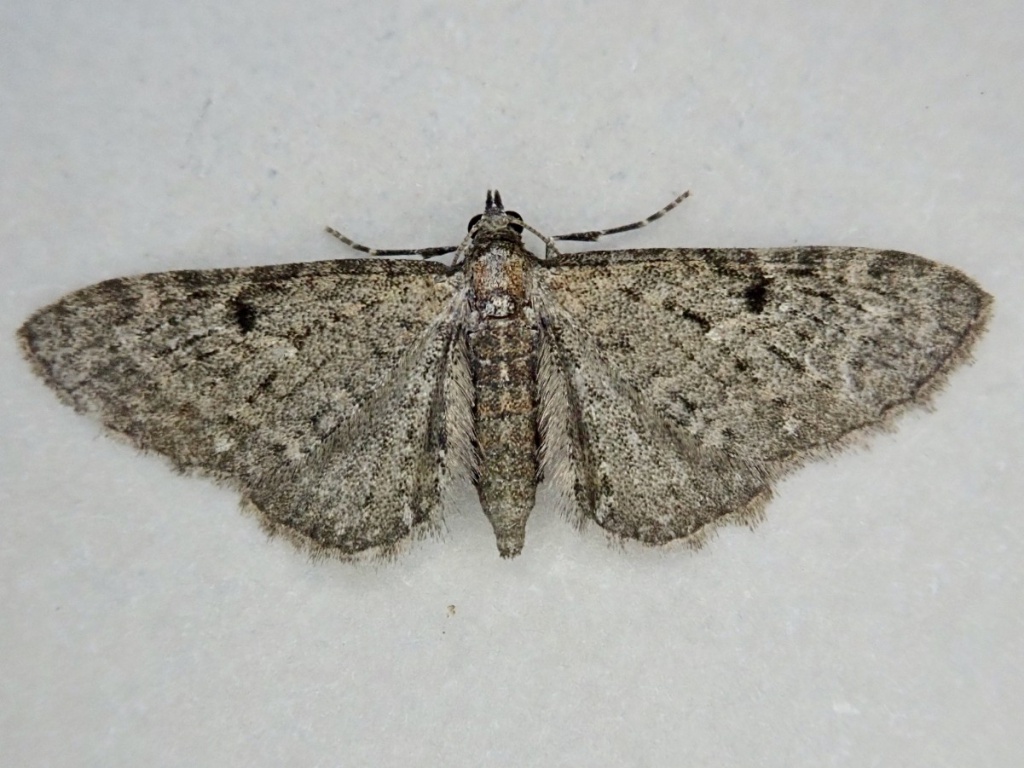 Golden-rod Pug | NatureSpot