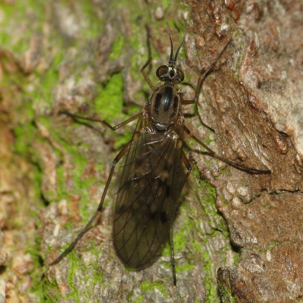 Sylvicola punctatus | NatureSpot