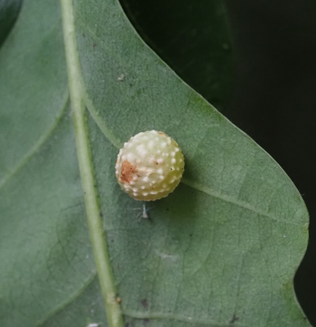 Striped Pea-gall | NatureSpot