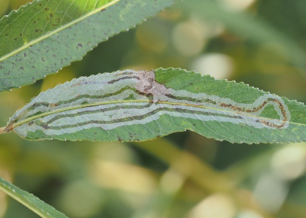 Phyllocnistis saligna | NatureSpot