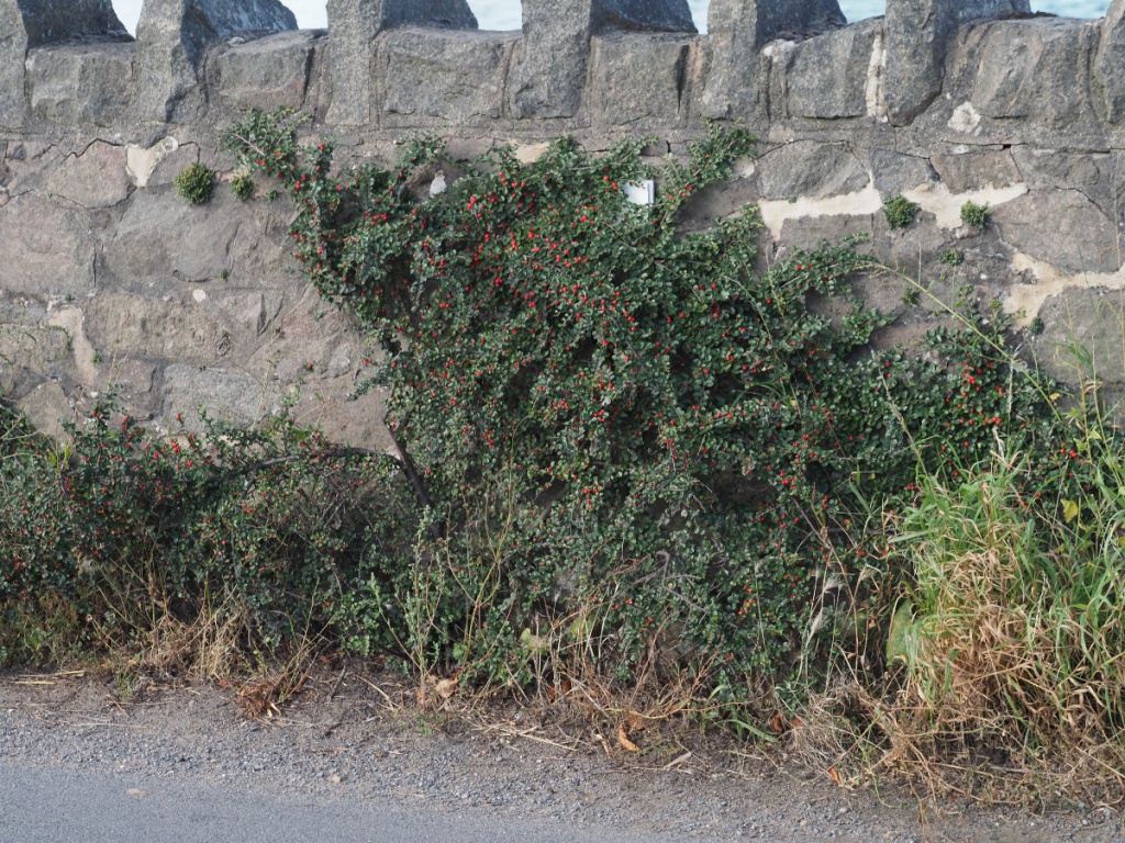 Wall Cotoneaster | NatureSpot