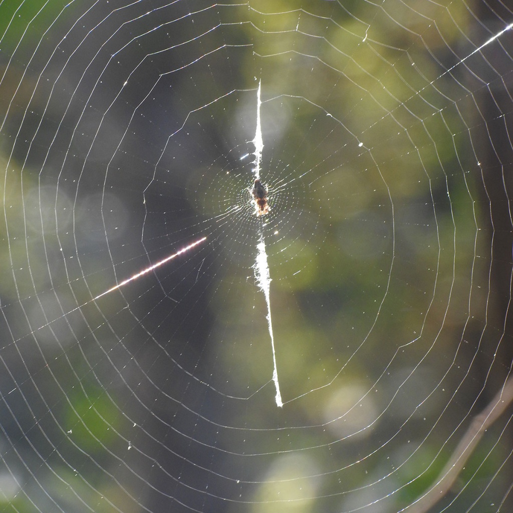 Cyclosa conica | NatureSpot
