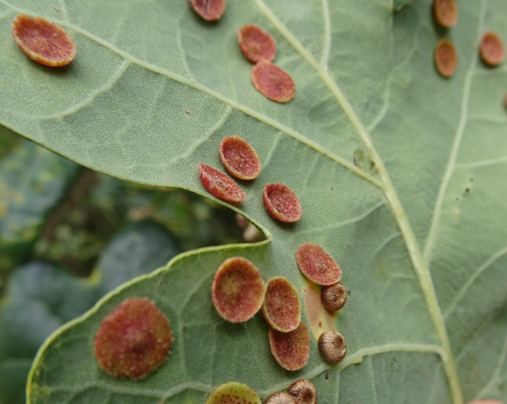 Cupped Spangle Gall | NatureSpot