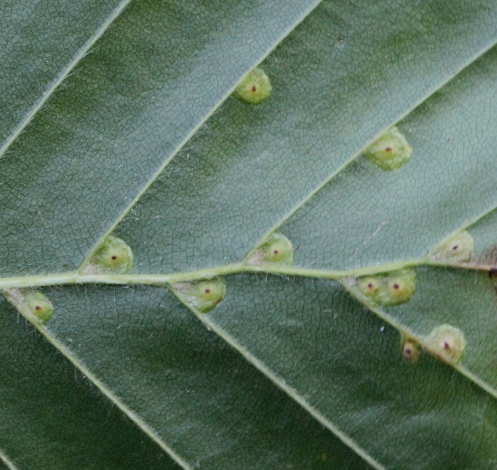Hairy Beech Gall | NatureSpot