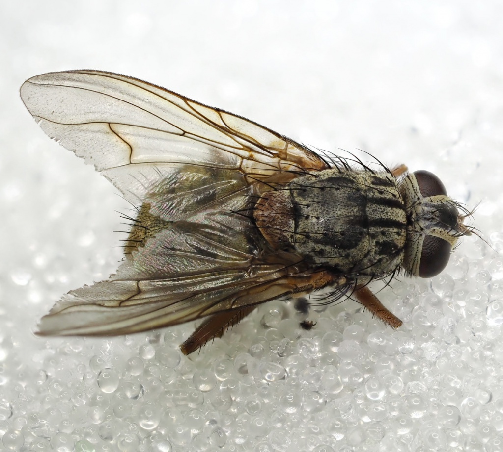 Phaonia valida | NatureSpot