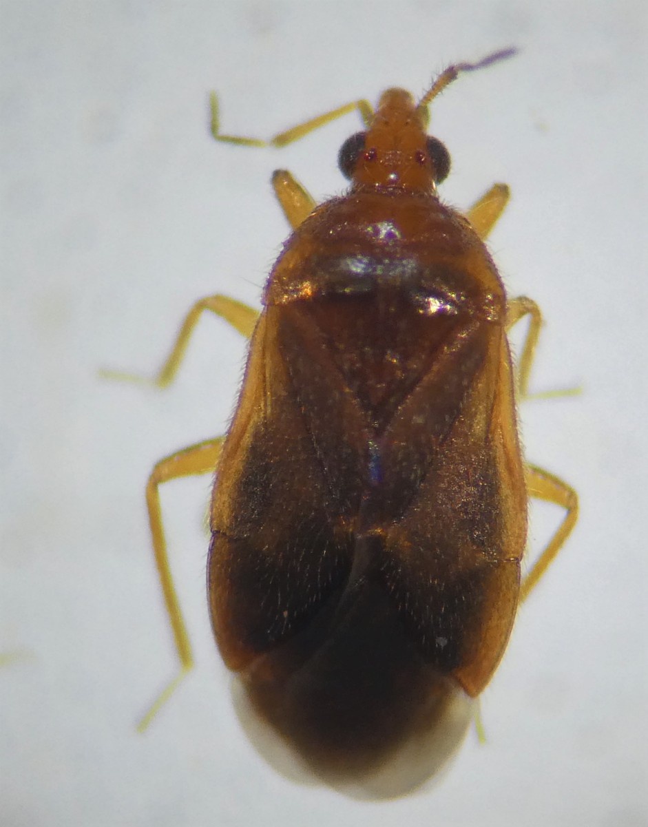 Cardiastethus fasciiventris | NatureSpot