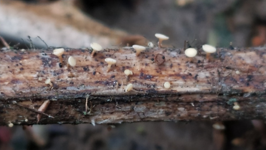 Hymenoscyphus scutula | NatureSpot