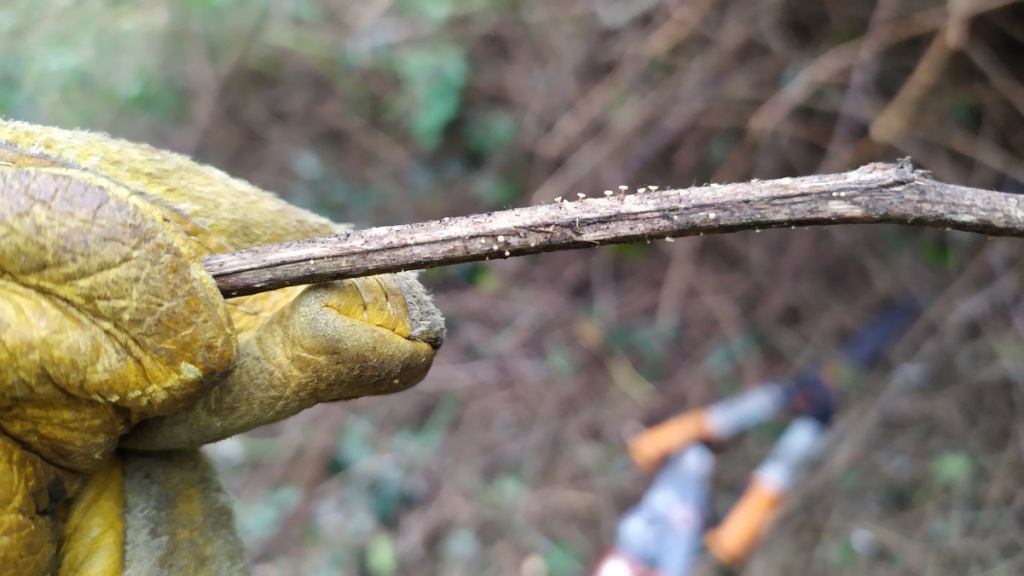 Hymenoscyphus scutula | NatureSpot