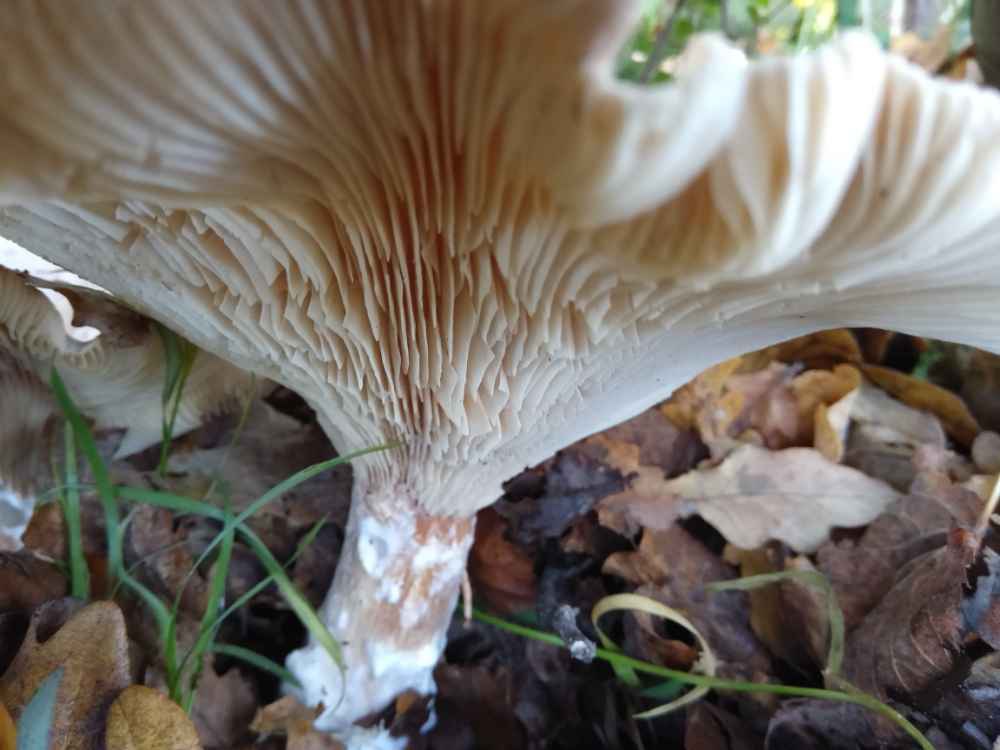 Giant Funnel | NatureSpot