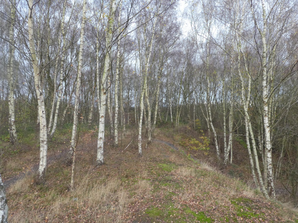 Silver Birch | NatureSpot