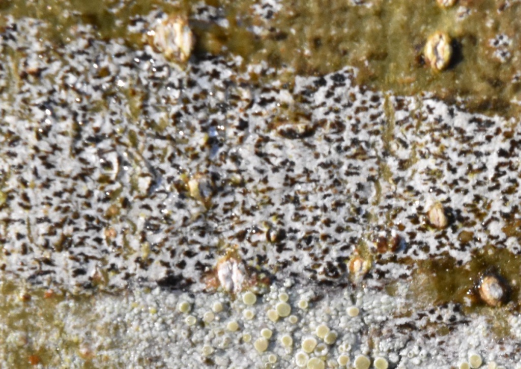 Arthonia radiata | NatureSpot