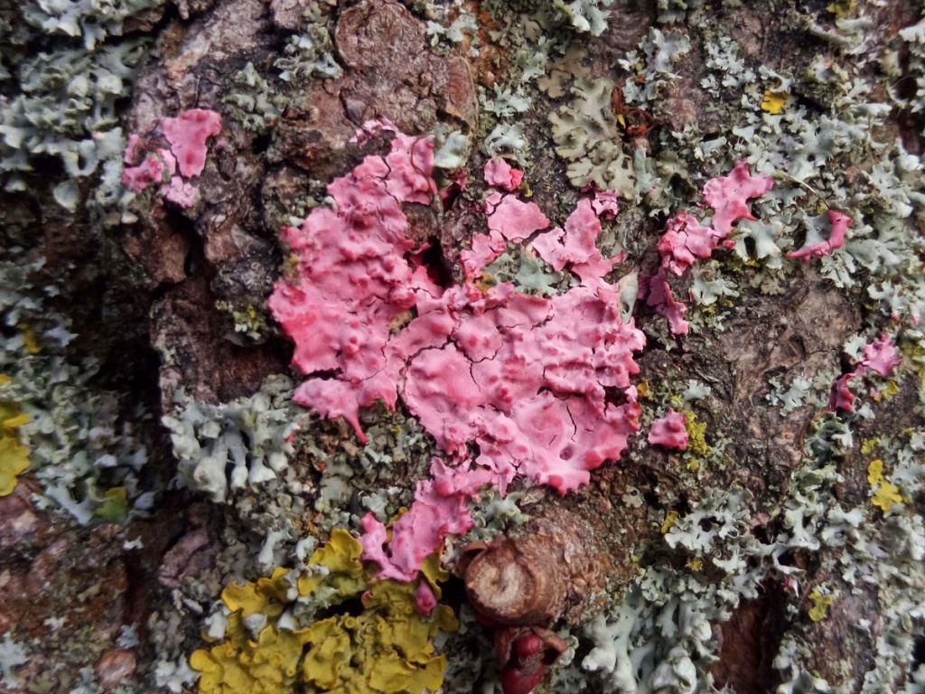 Pink Tree Lichen Pink Lichen Stock Photos, Royalty Free Pink Lichen
