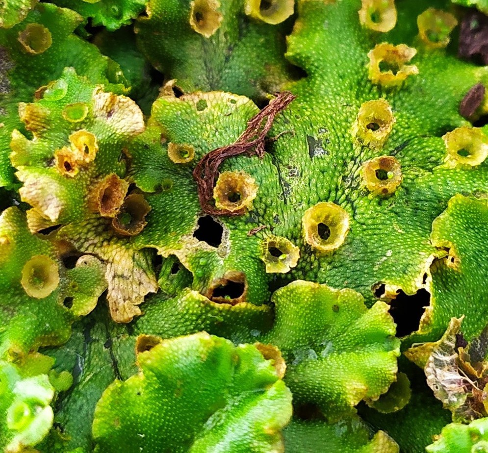 Liverworts Marchantia
