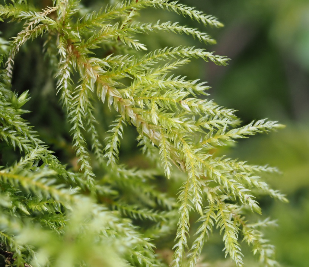 Fox-tail Feather-moss | NatureSpot