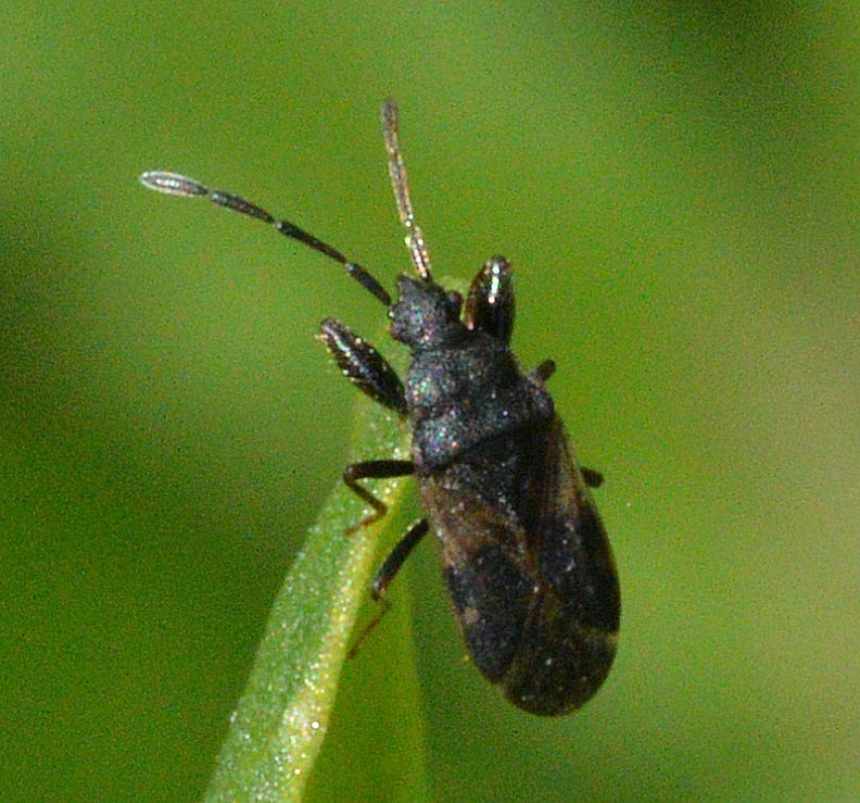 Taphropeltus contractus | NatureSpot