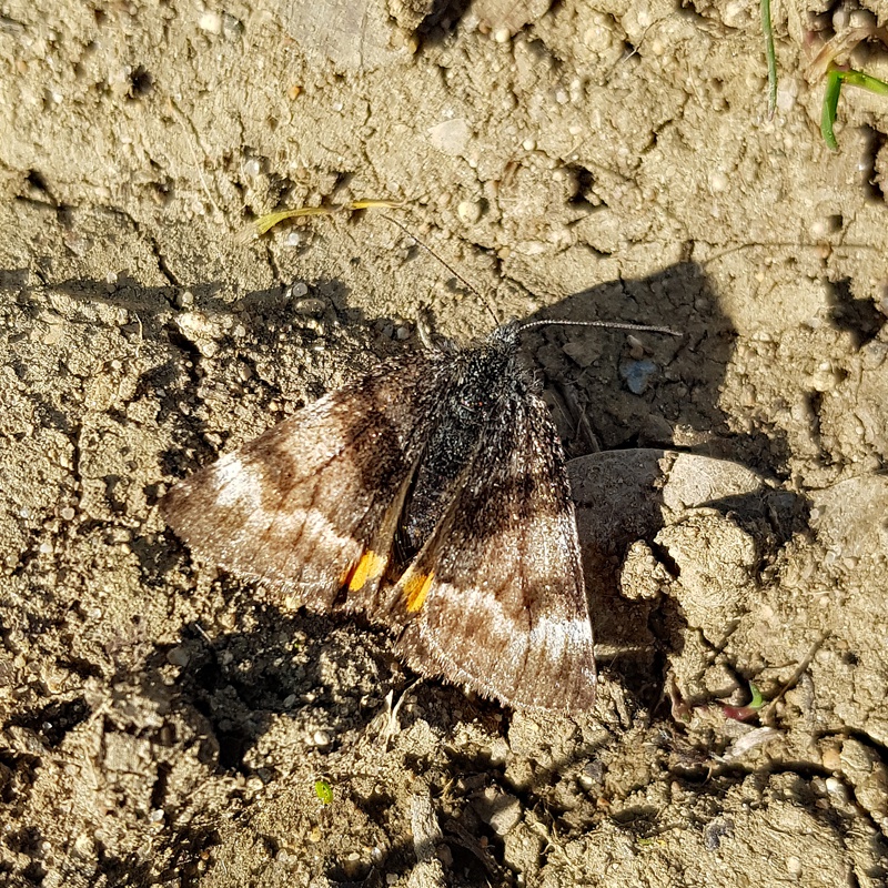 Light Orange Underwing | NatureSpot