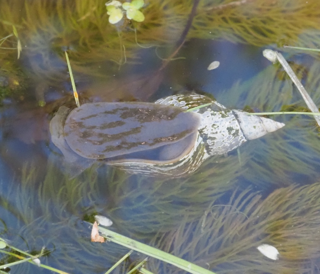 Great Pond Snail | NatureSpot